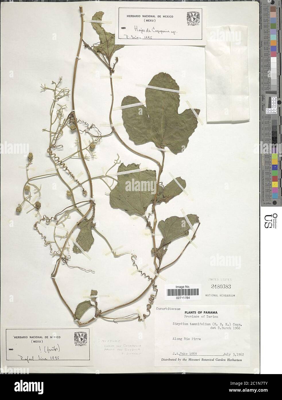 Sicydium tamnifolium Kunth Cogn Sicydium tamnifolium Kunth Cogn Stock ...