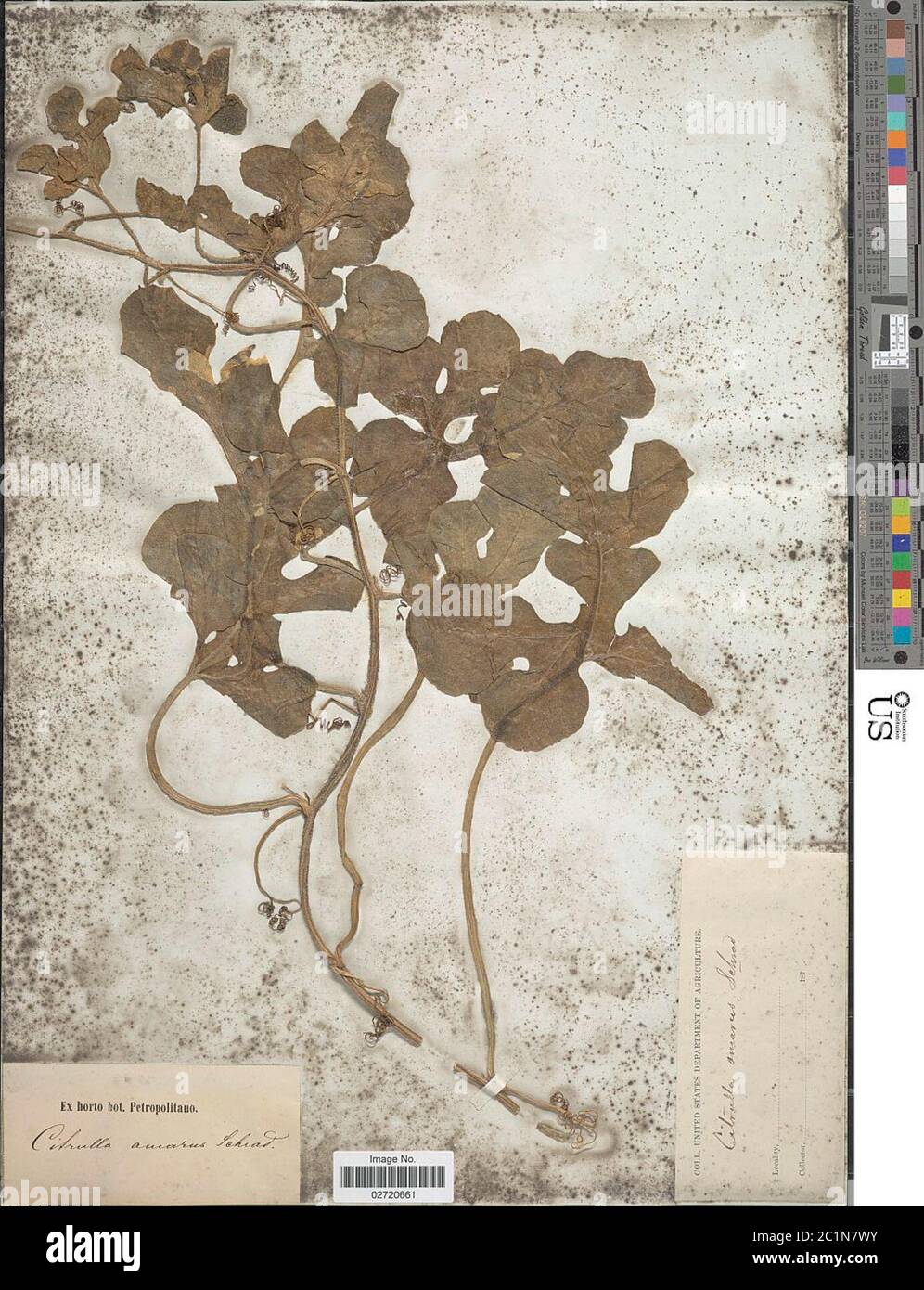 Citrullus amarus Schrad Citrullus amarus Schrad Stock Photo - Alamy