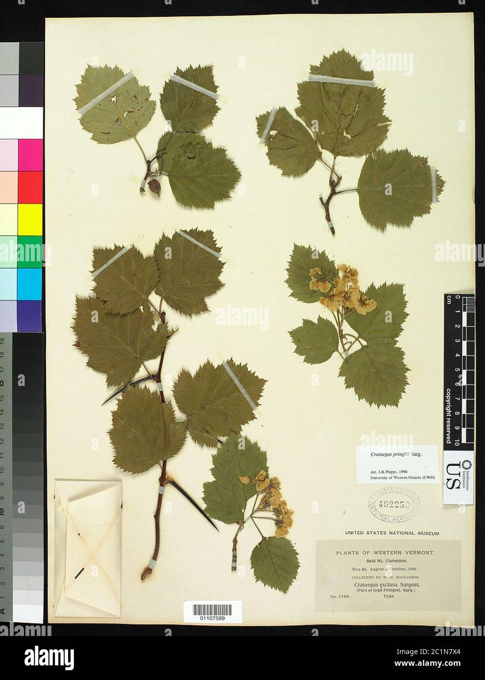 Exclusa hi-res stock photography and images - Alamy