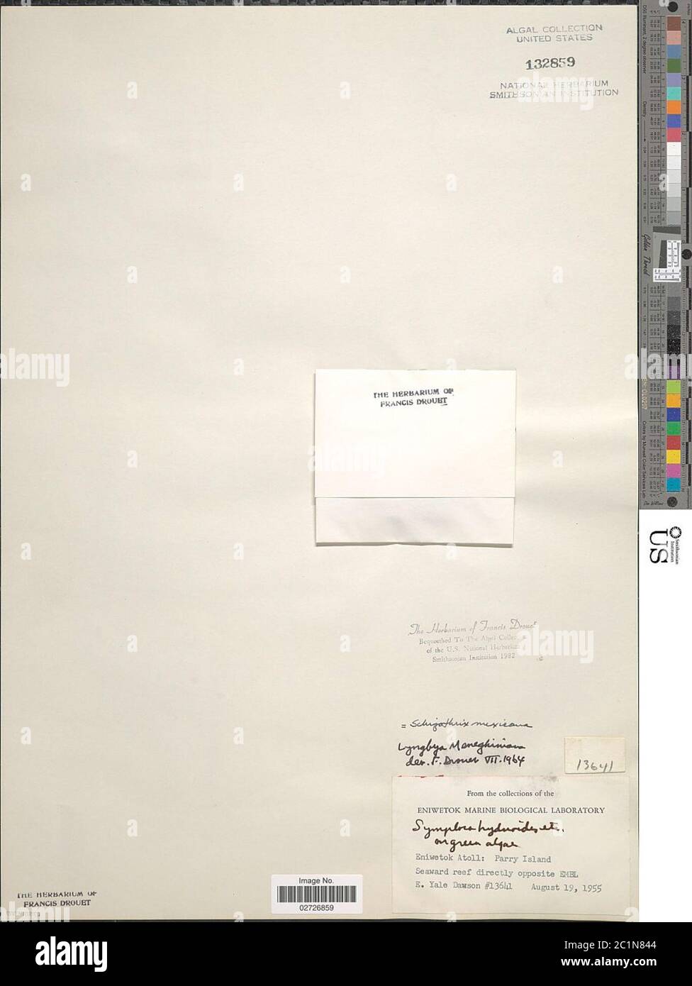 Schizothrix mexicana Gomont Schizothrix mexicana Gomont Stock Photo - Alamy