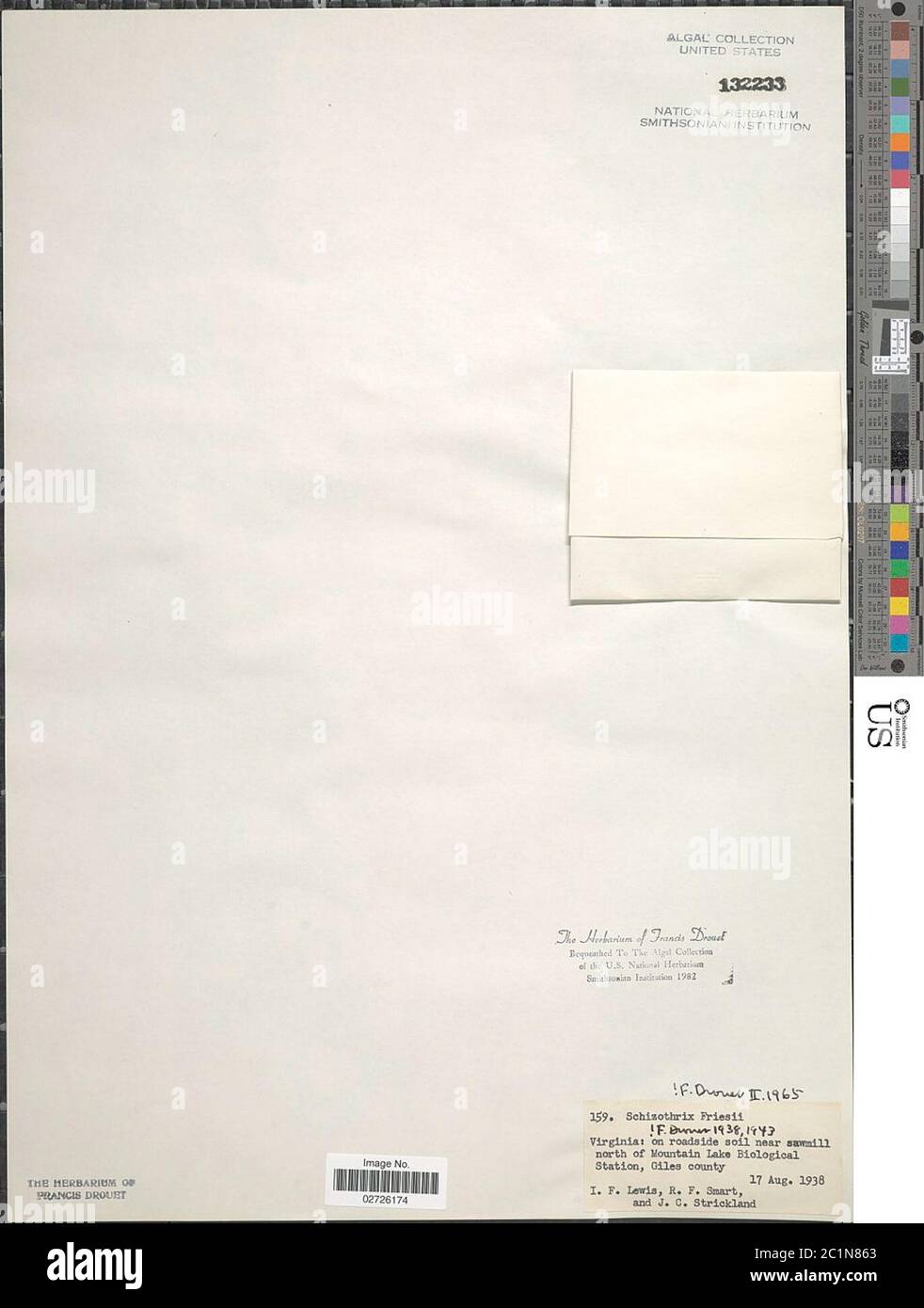 Schizothrix friesii Schizothrix friesii Stock Photo - Alamy