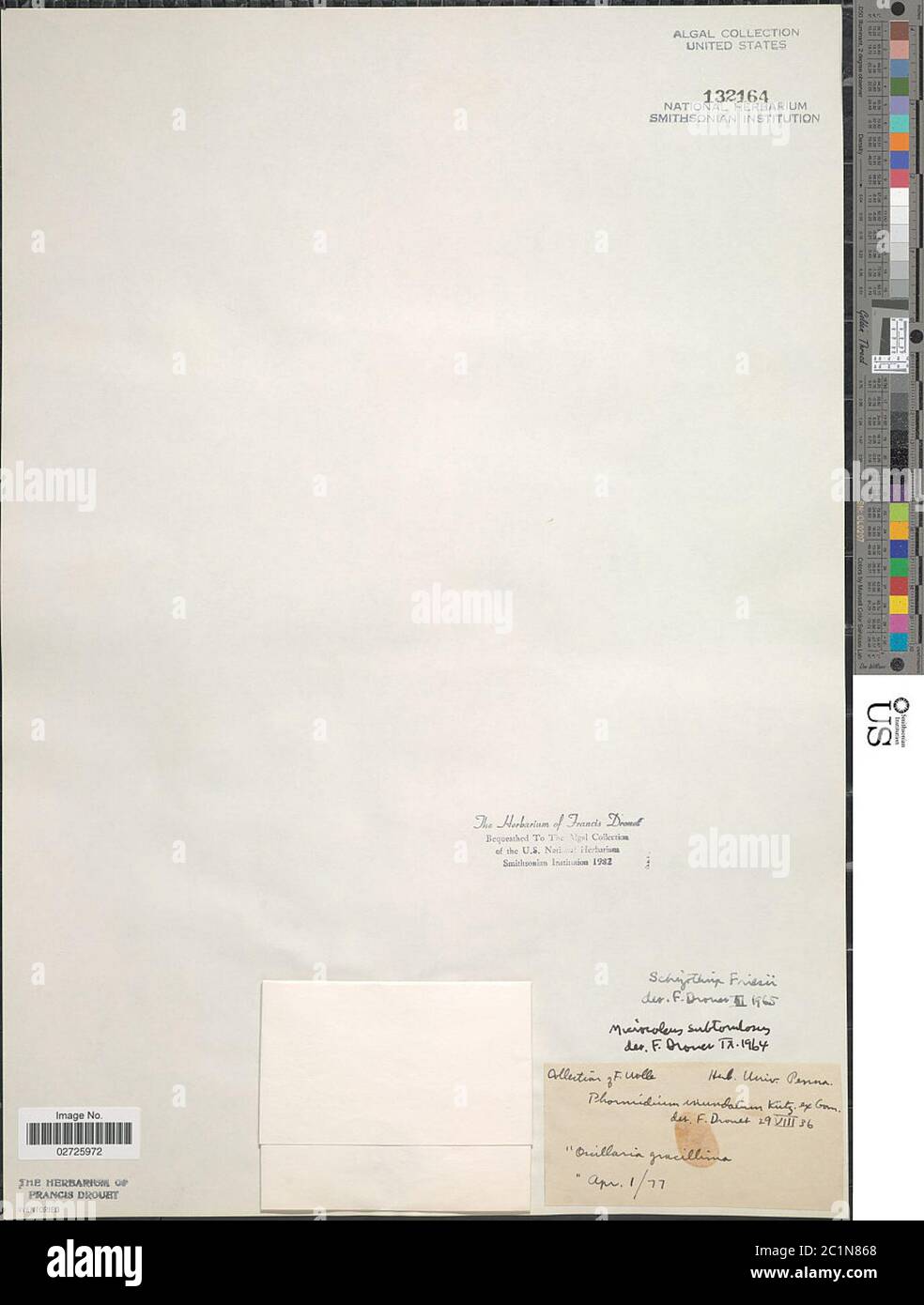 Schizothrix friesii Schizothrix friesii Stock Photo - Alamy