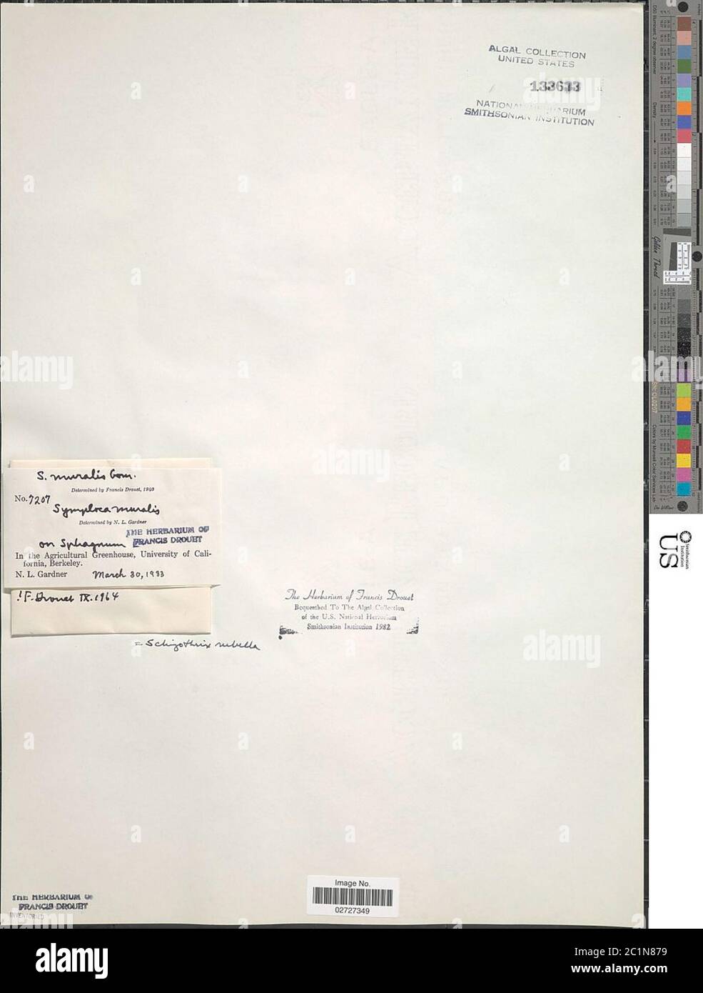 Schizothrix rubella Schizothrix rubella Stock Photo - Alamy