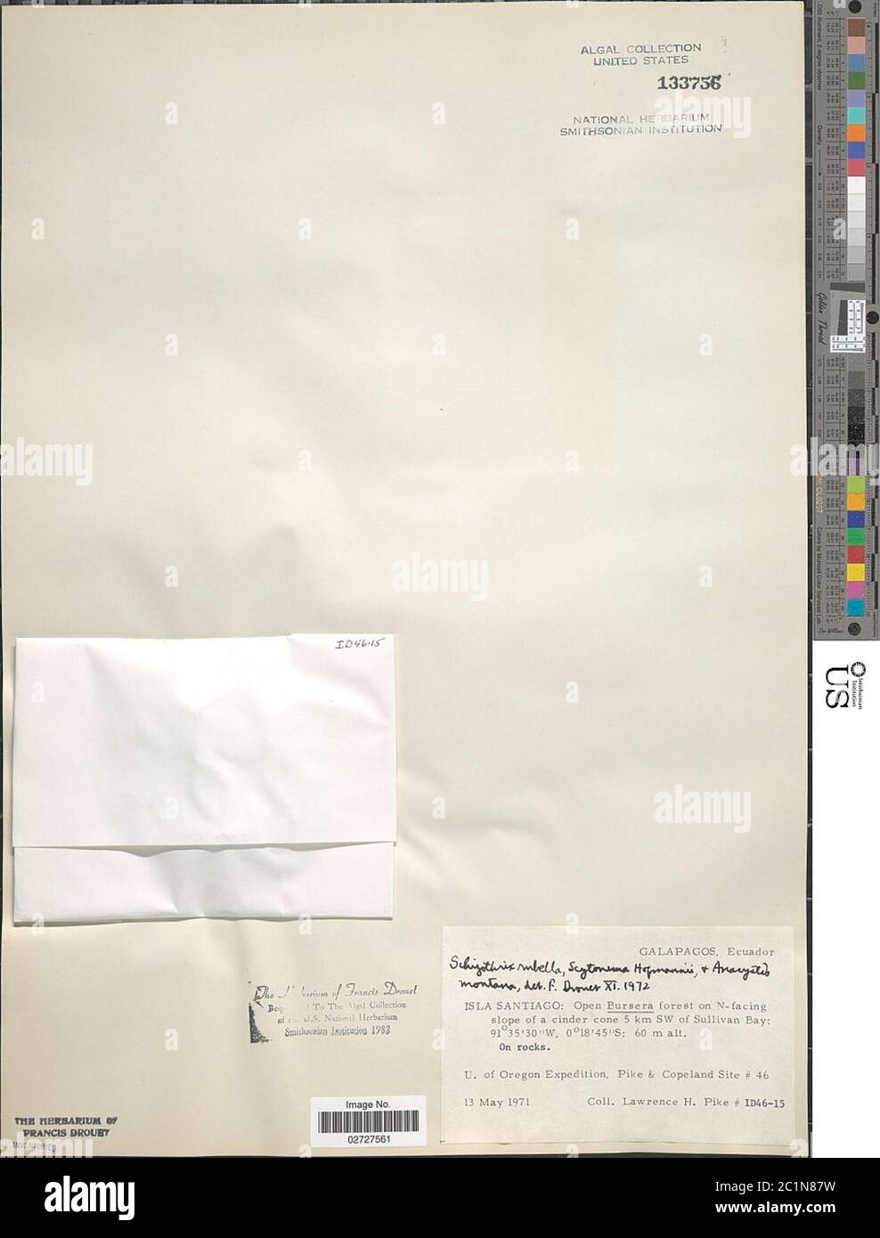 Schizothrix rubella Schizothrix rubella Stock Photo - Alamy