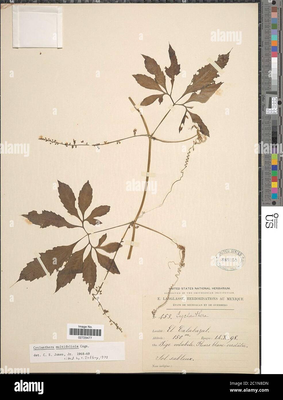 Cyclanthera multifoliolata Cogn Cyclanthera multifoliolata Cogn Stock ...