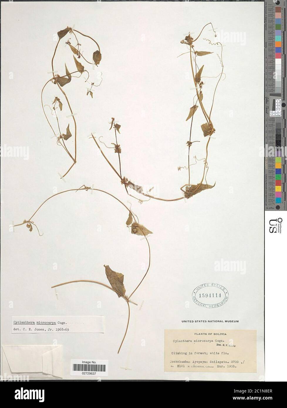 Cyclanthera microcarpa Cogn Cyclanthera microcarpa Cogn Stock Photo - Alamy