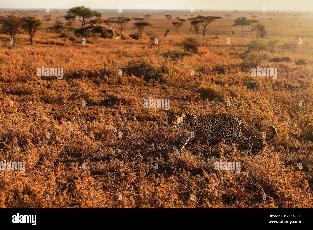 Most beautiful leopard hi-res stock photography and images - Alamy
