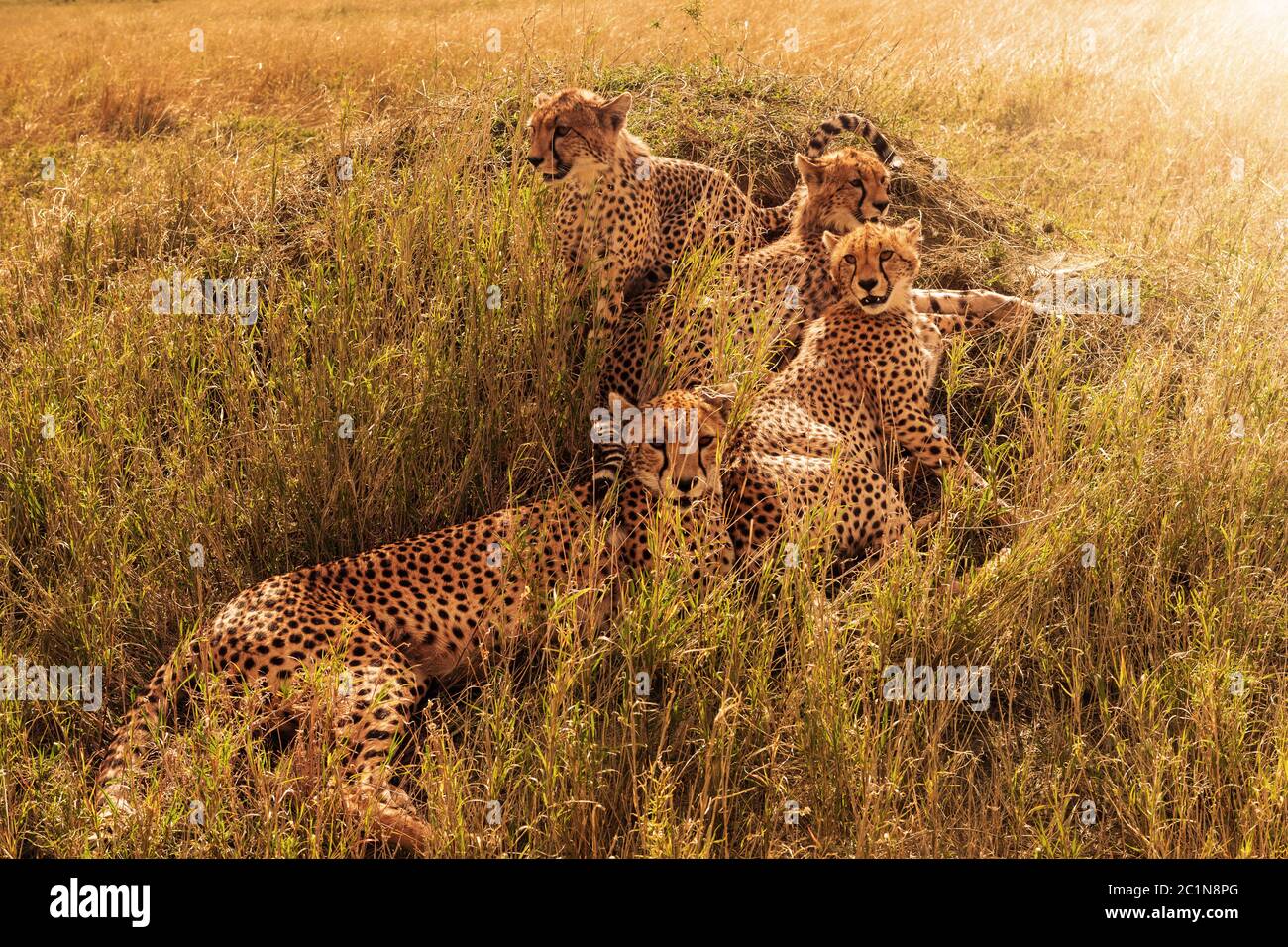 Leopards group hi-res stock photography and images - Alamy
