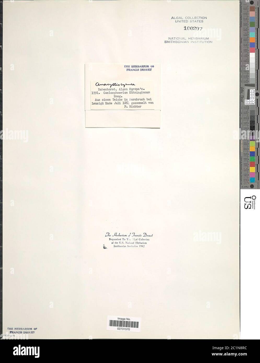 Anacystis cyanea Anacystis cyanea Stock Photo - Alamy