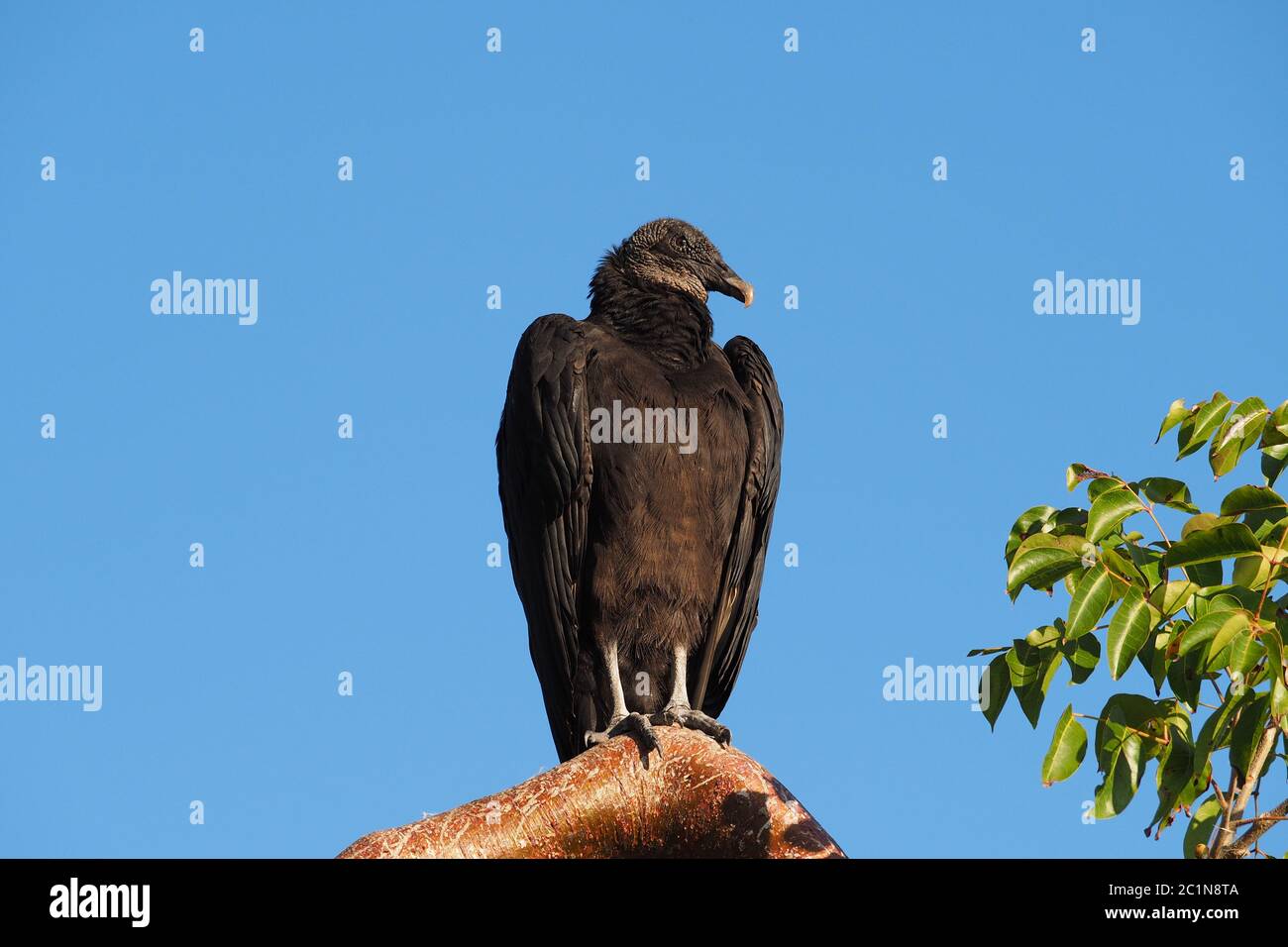 Gumbo limbo tree hi-res stock photography and images - Alamy