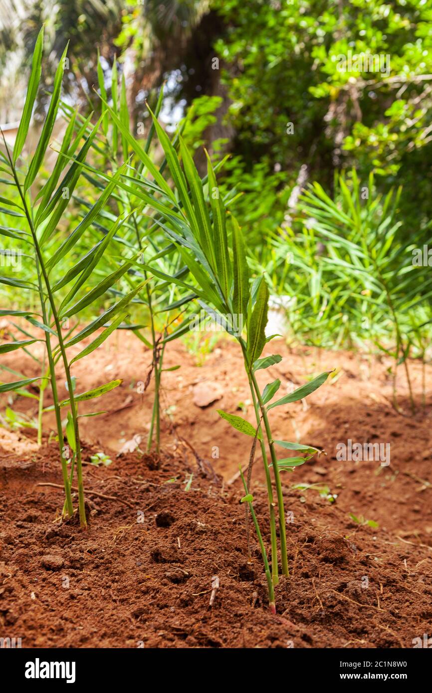 Ginger plantation hi-res stock photography and images - Alamy