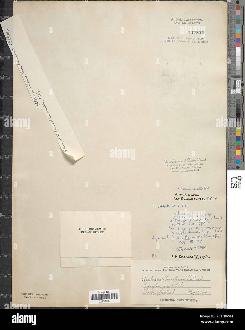 Anabaena bacteria hi-res stock photography and images - Alamy