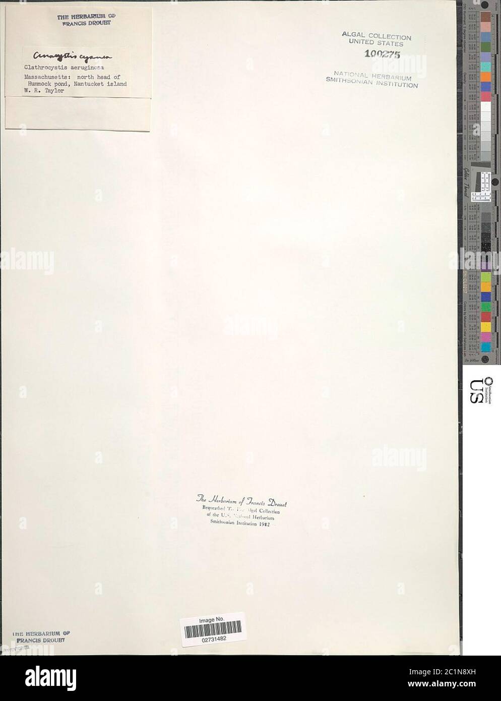 Anacystis cyanea Anacystis cyanea Stock Photo - Alamy