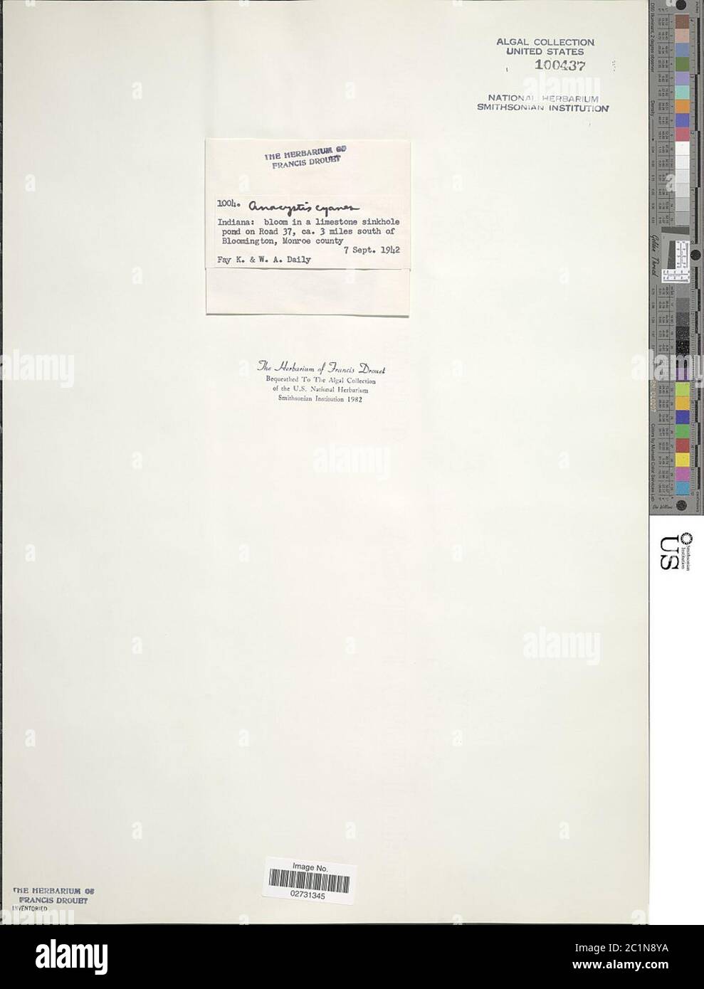 Anacystis cyanea Anacystis cyanea Stock Photo - Alamy