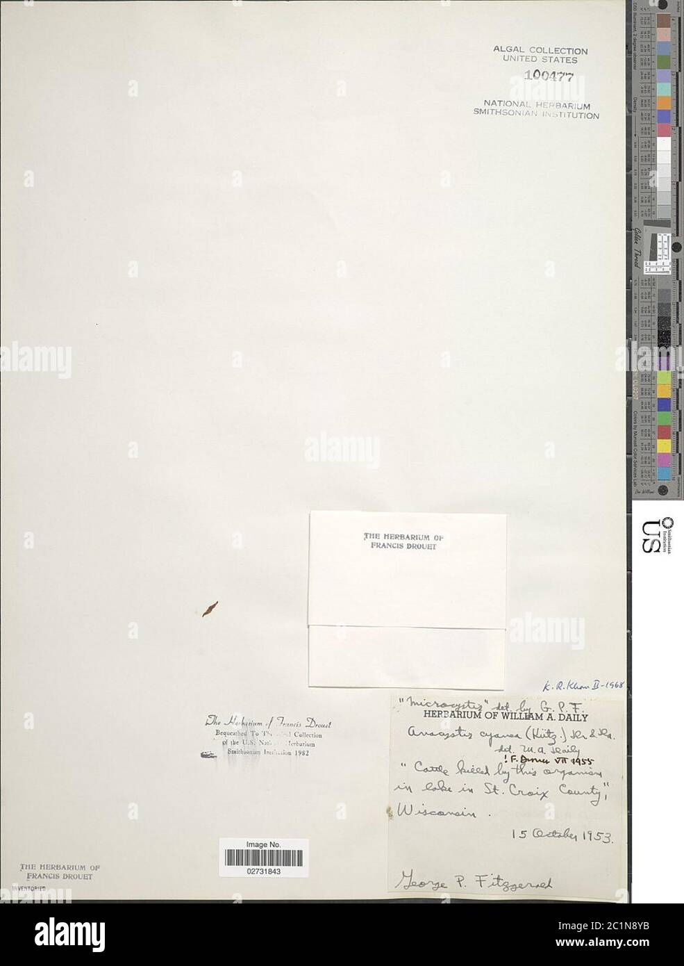 Anacystis cyanea Anacystis cyanea Stock Photo - Alamy