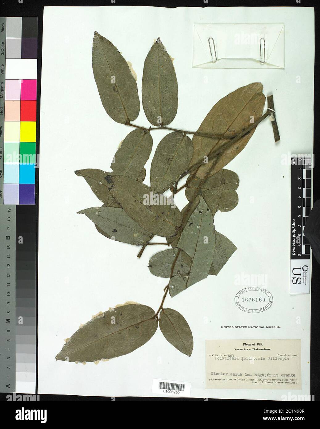 Polyalthia loriformis Gillespie Polyalthia loriformis Gillespie Stock ...