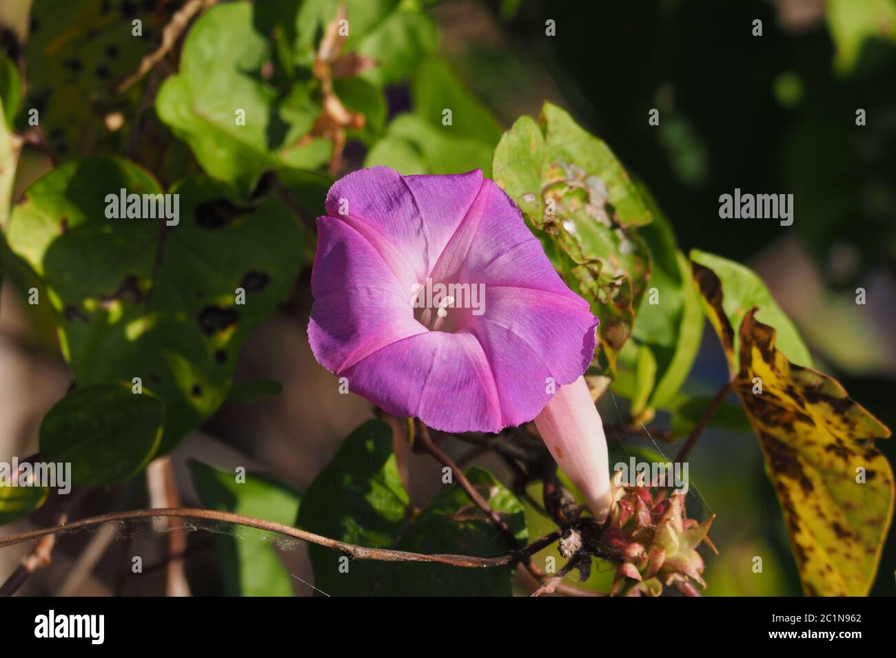 Everglades morning glory hi-res stock photography and images - Alamy