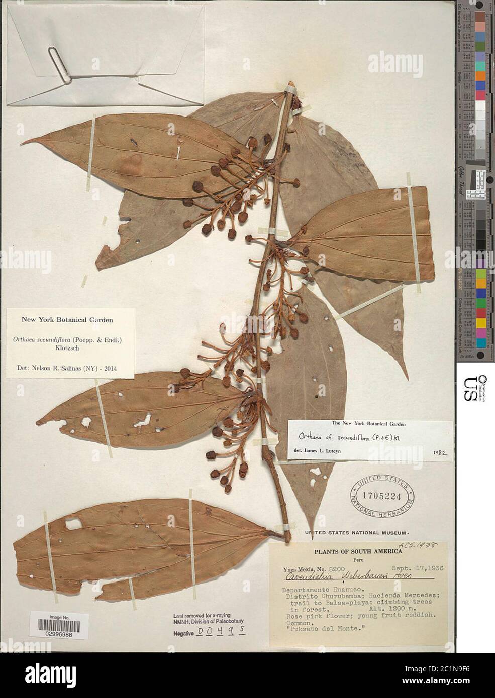 Orthaea secundiflora Poepp Endl Klotzsch Orthaea secundiflora Poepp ...