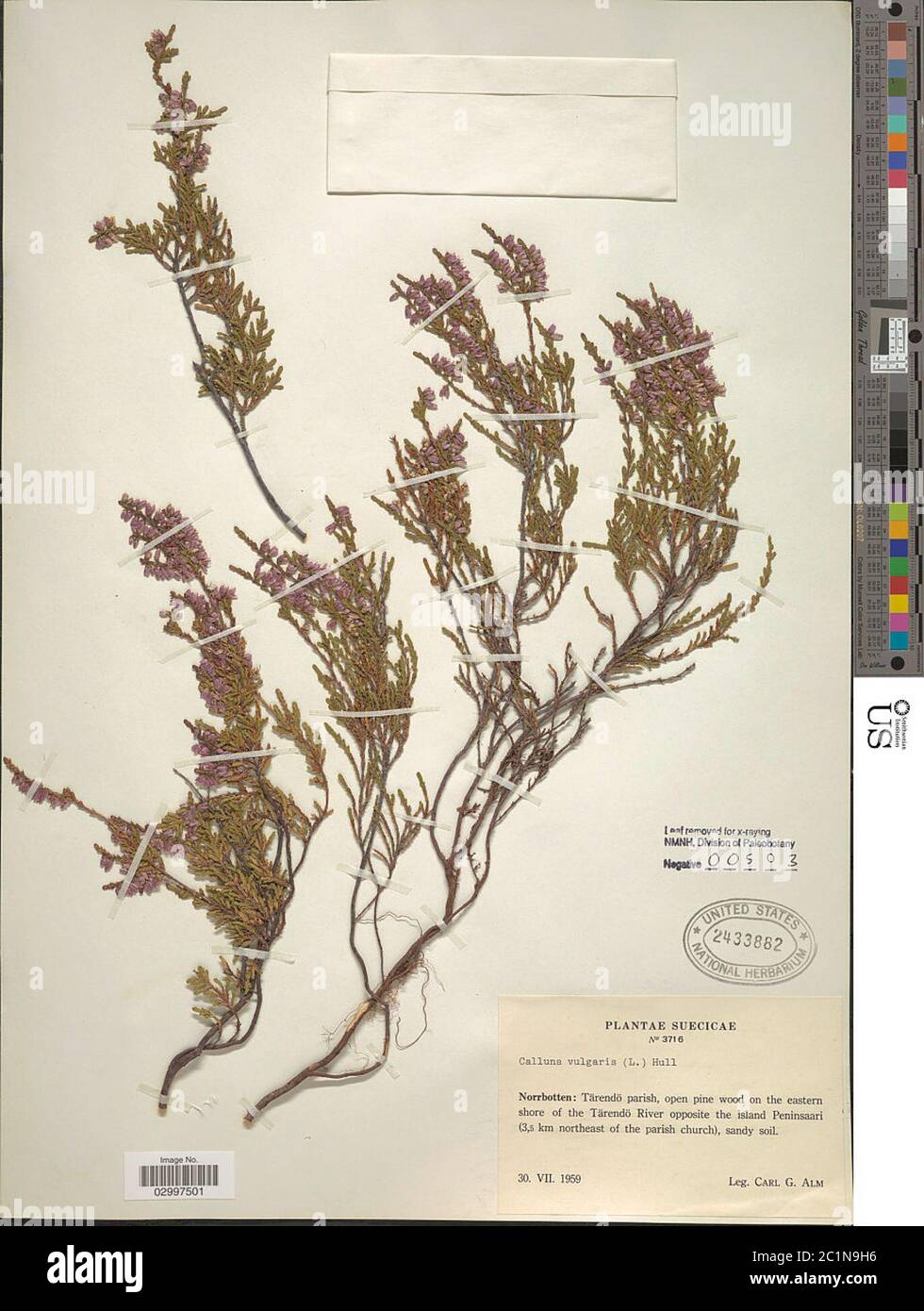 Calluna vulgaris Calluna vulgaris Stock Photo - Alamy