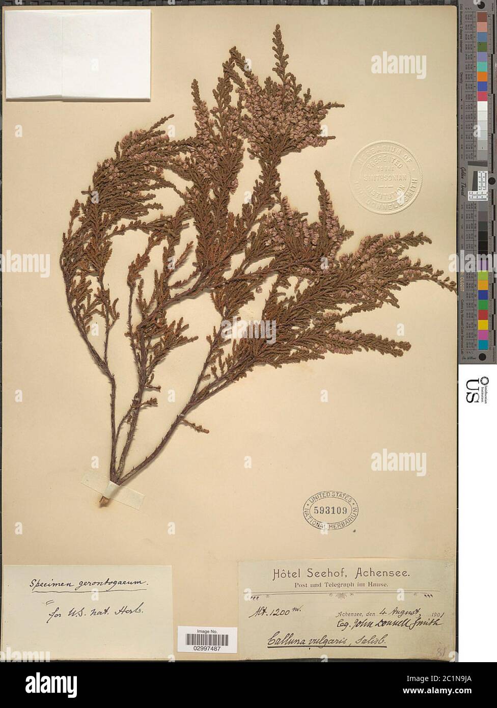 Low growing heather calluna hi-res stock photography and images - Alamy