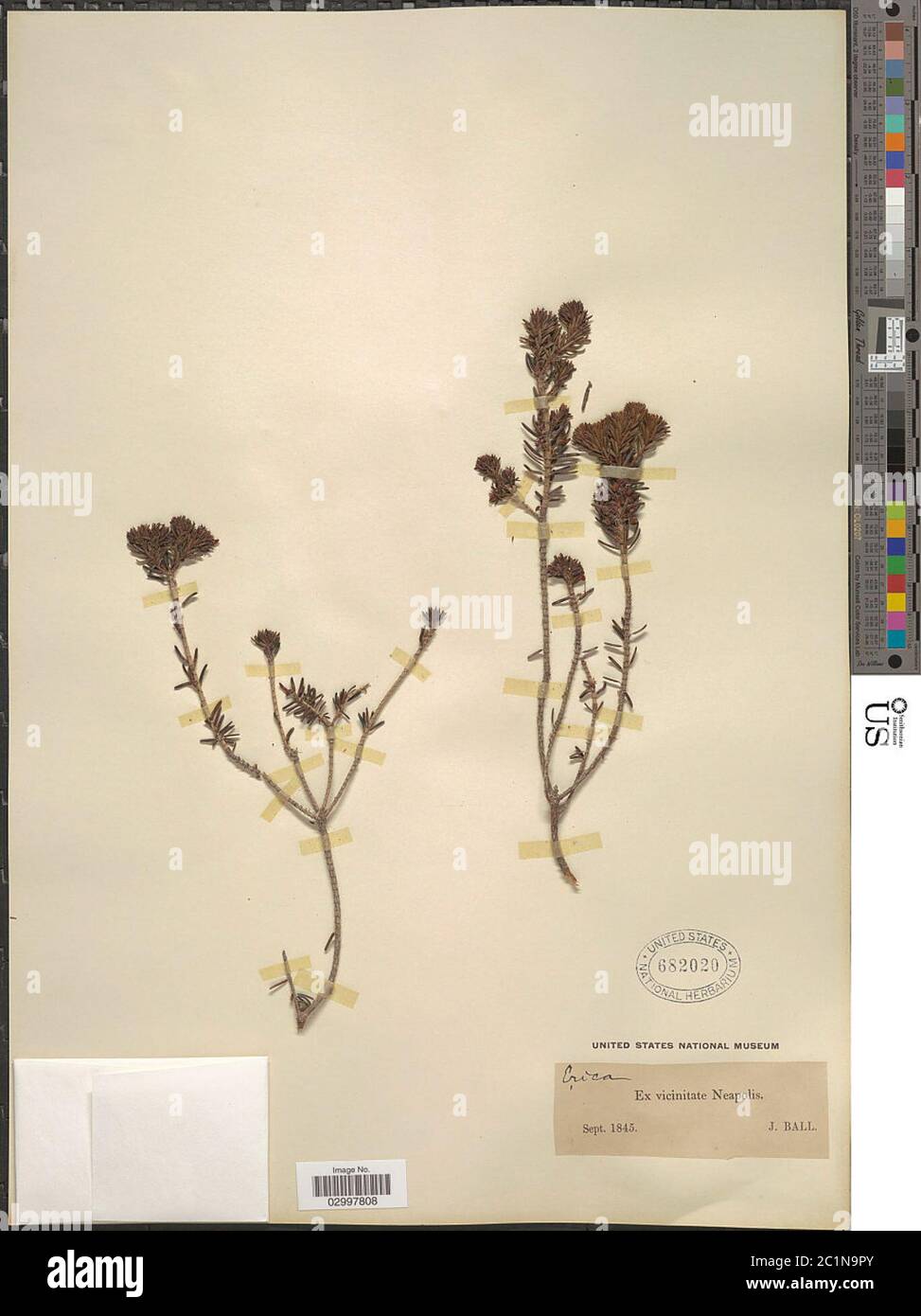 Erica sp Erica sp Stock Photo - Alamy