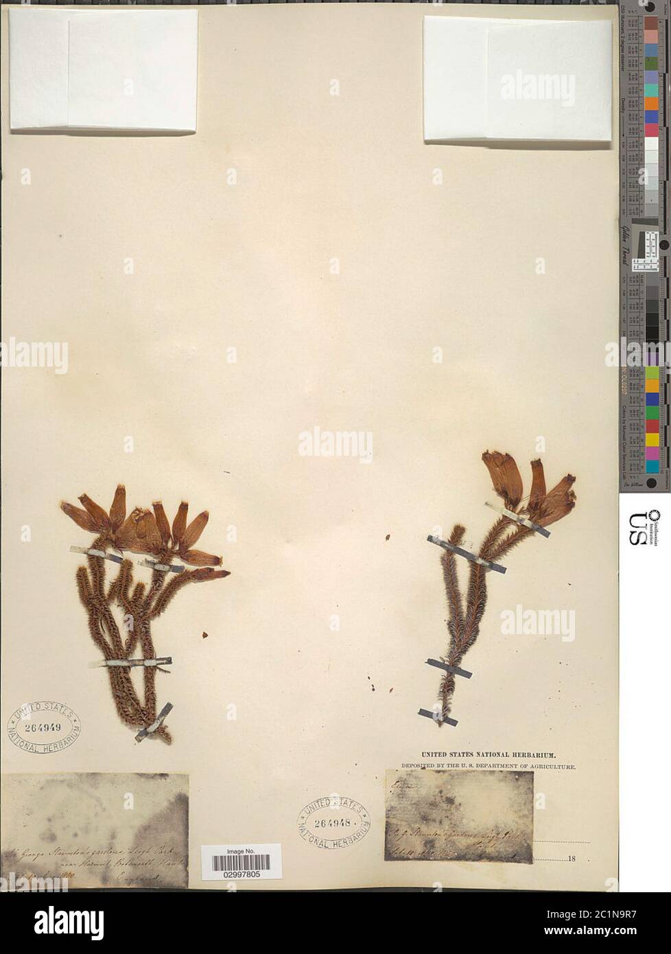 Erica sp Erica sp Stock Photo - Alamy