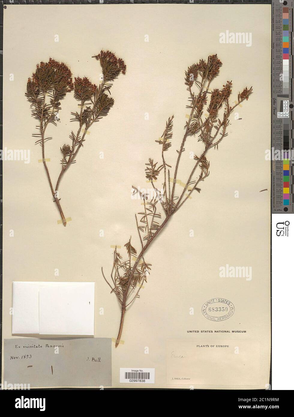 Erica sp Erica sp Stock Photo - Alamy