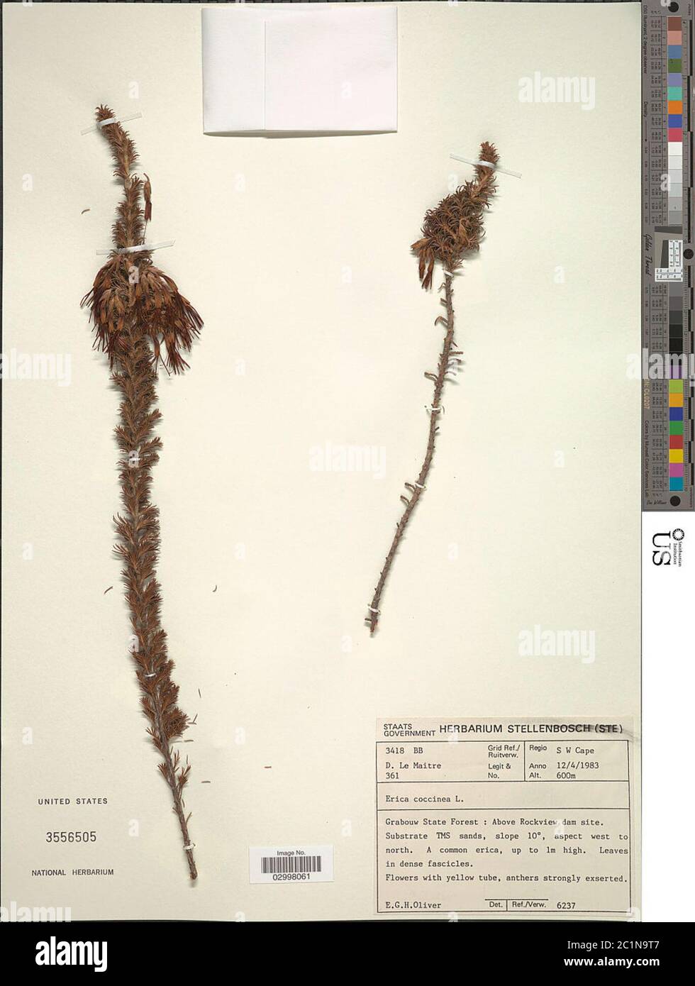 Erica coccinea L Erica coccinea L Stock Photo - Alamy