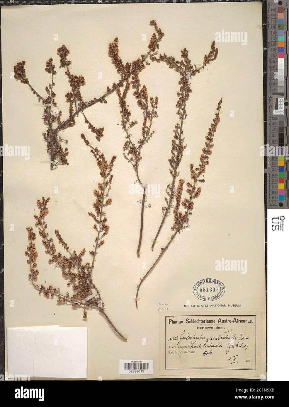 Erica sp Erica sp Stock Photo - Alamy