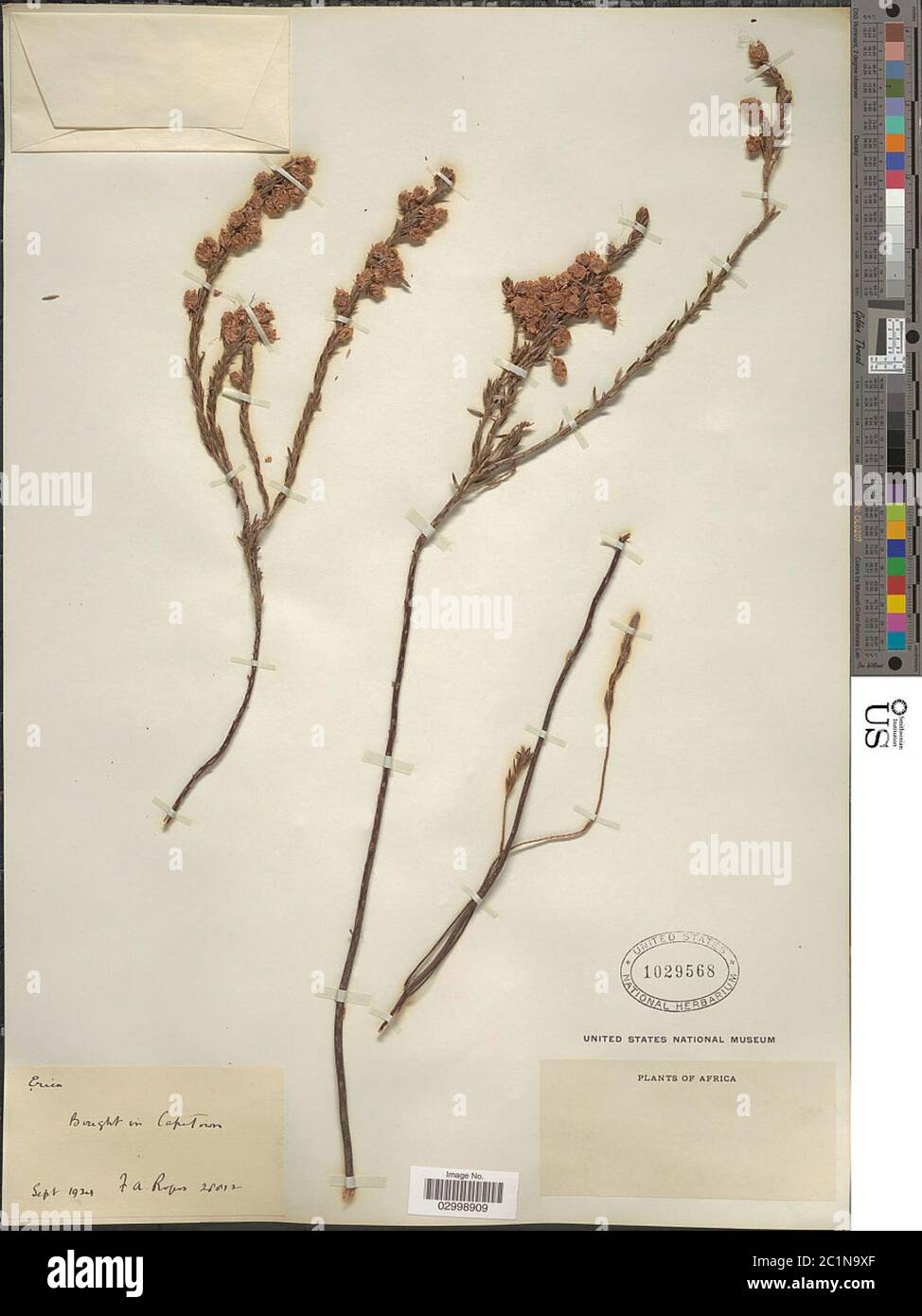 Erica sp Erica sp Stock Photo - Alamy