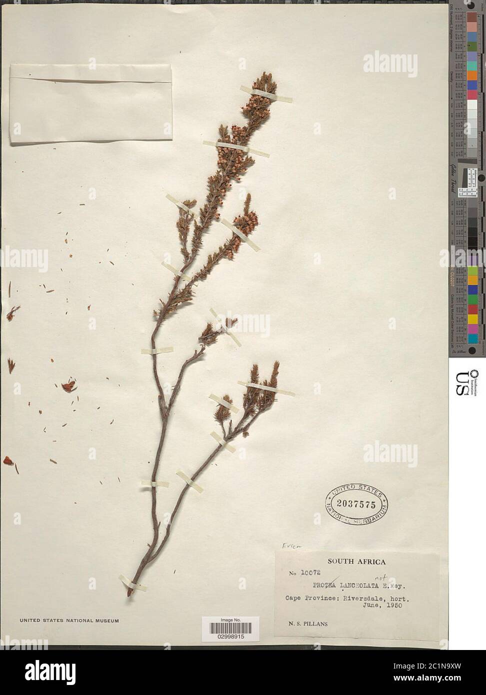 Erica sp Erica sp Stock Photo - Alamy