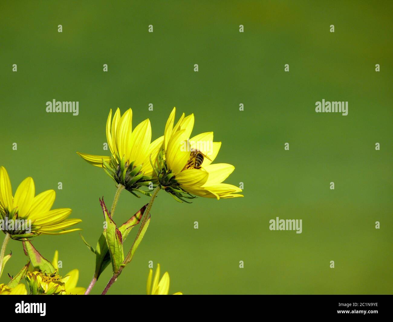 Flower with insect Stock Photo - Alamy