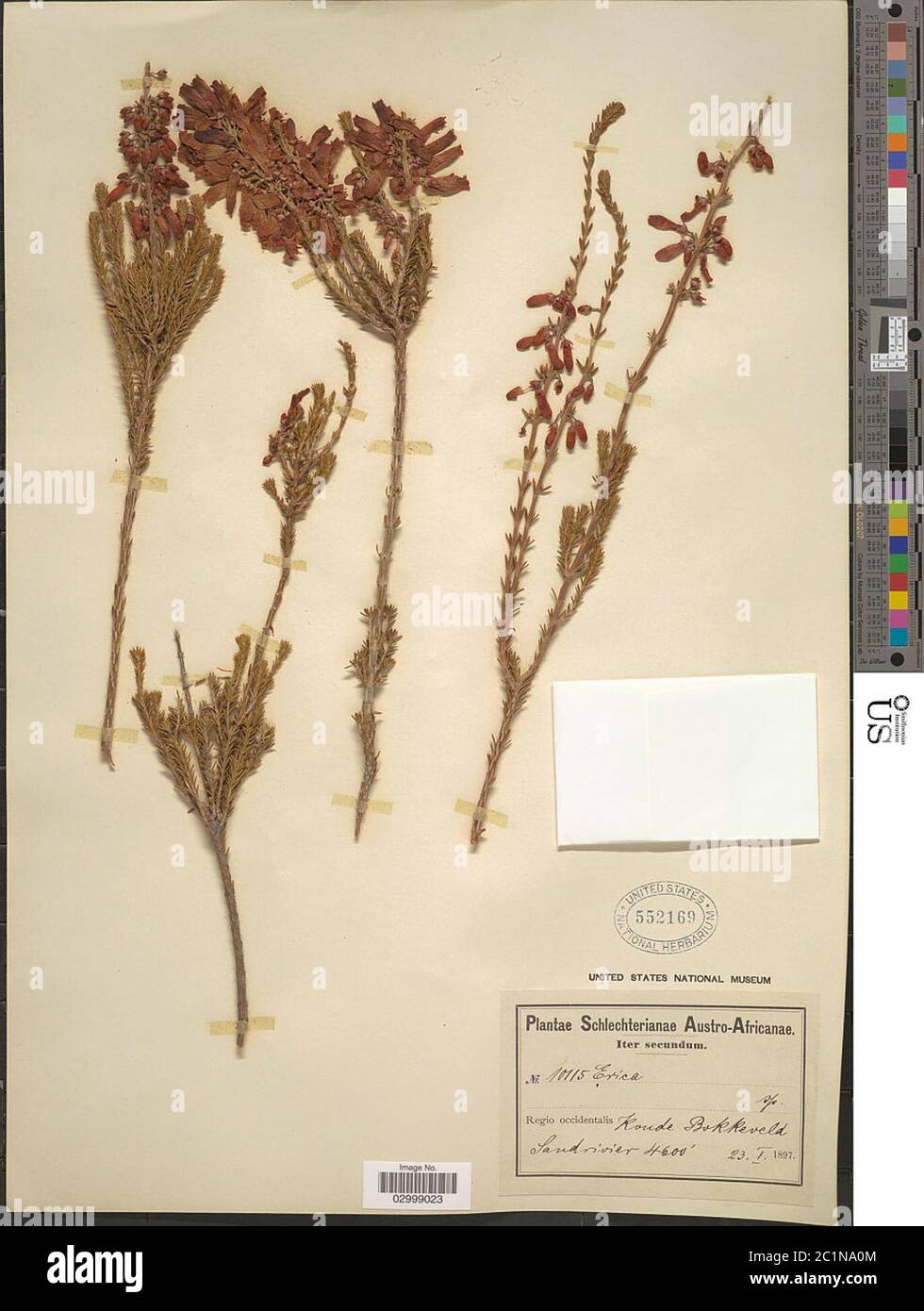 Erica sp Erica sp Stock Photo - Alamy