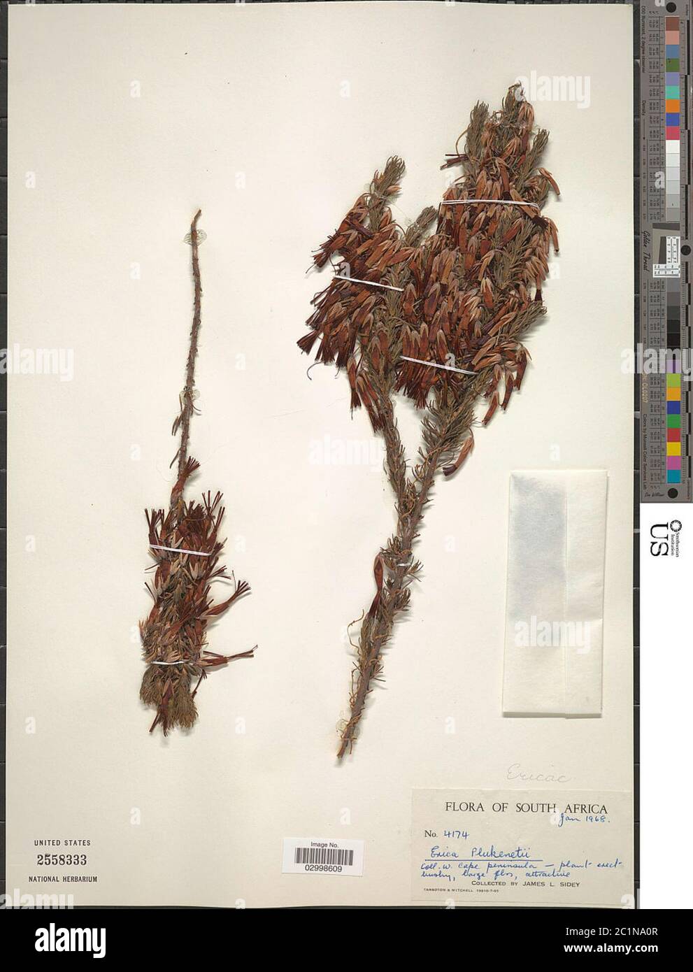 Erica plukenetii hi-res stock photography and images - Alamy