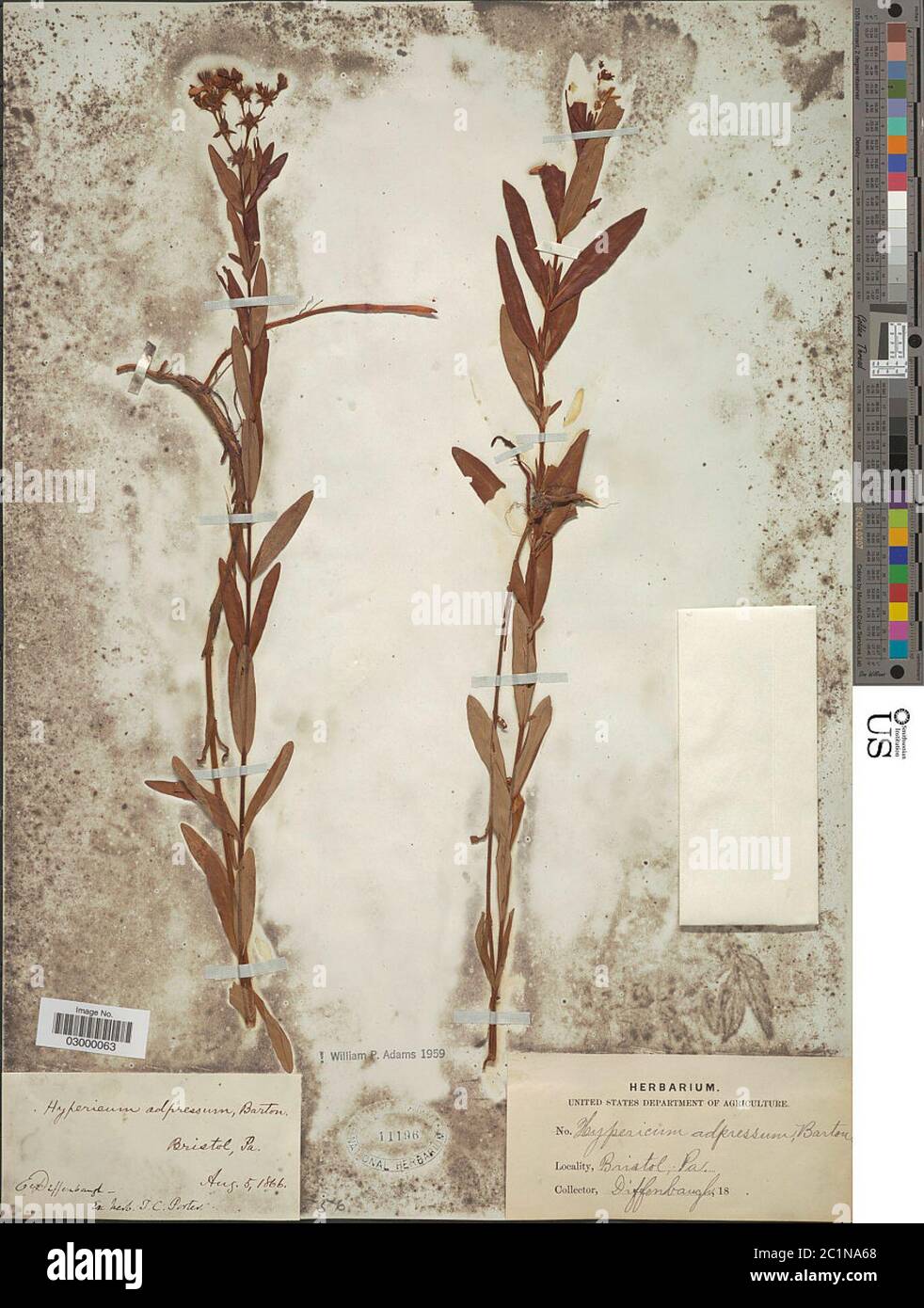 Hypericum adpressum Hypericum adpressum Stock Photo - Alamy