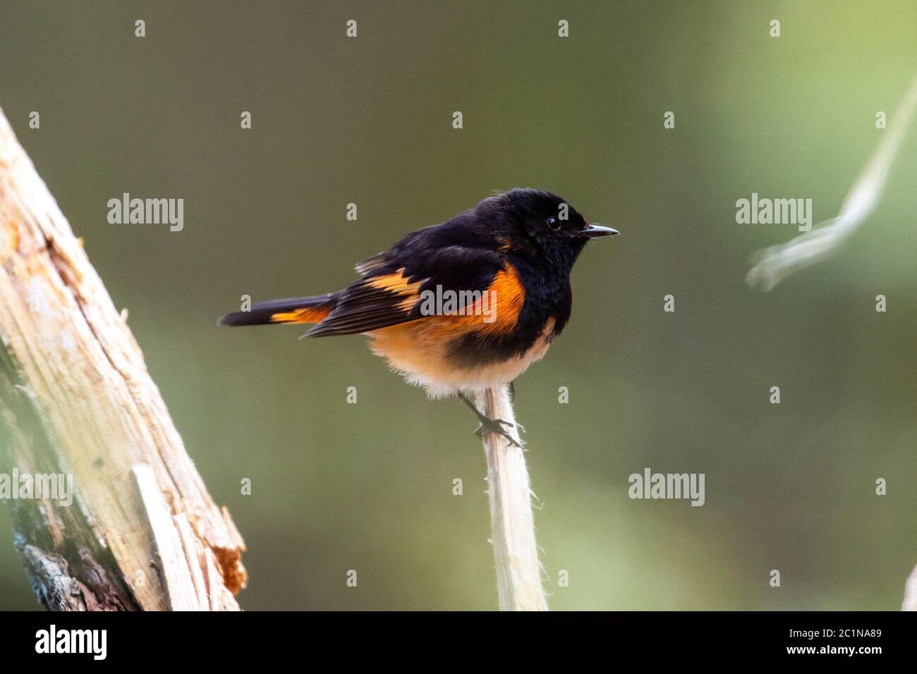 American redstart bird in the forest Stock Photo - Alamy
