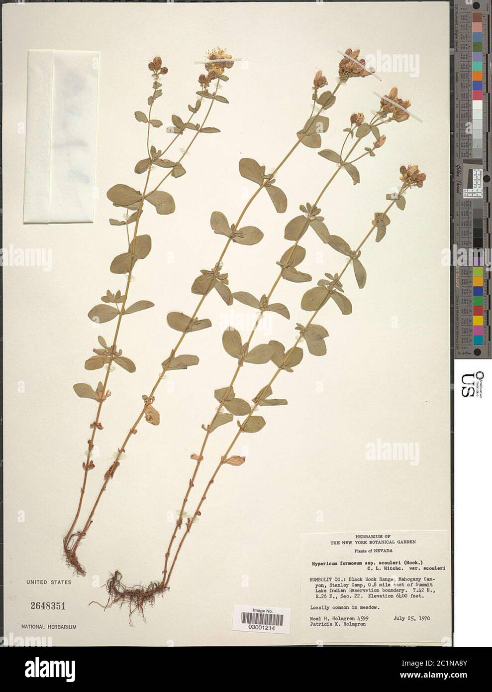 Hypericum formosum Kunth Hypericum formosum Kunth Stock Photo - Alamy