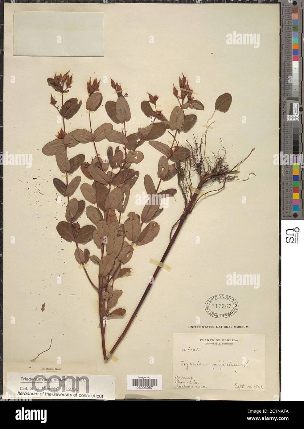 Hypericum virginicum hi-res stock photography and images - Alamy