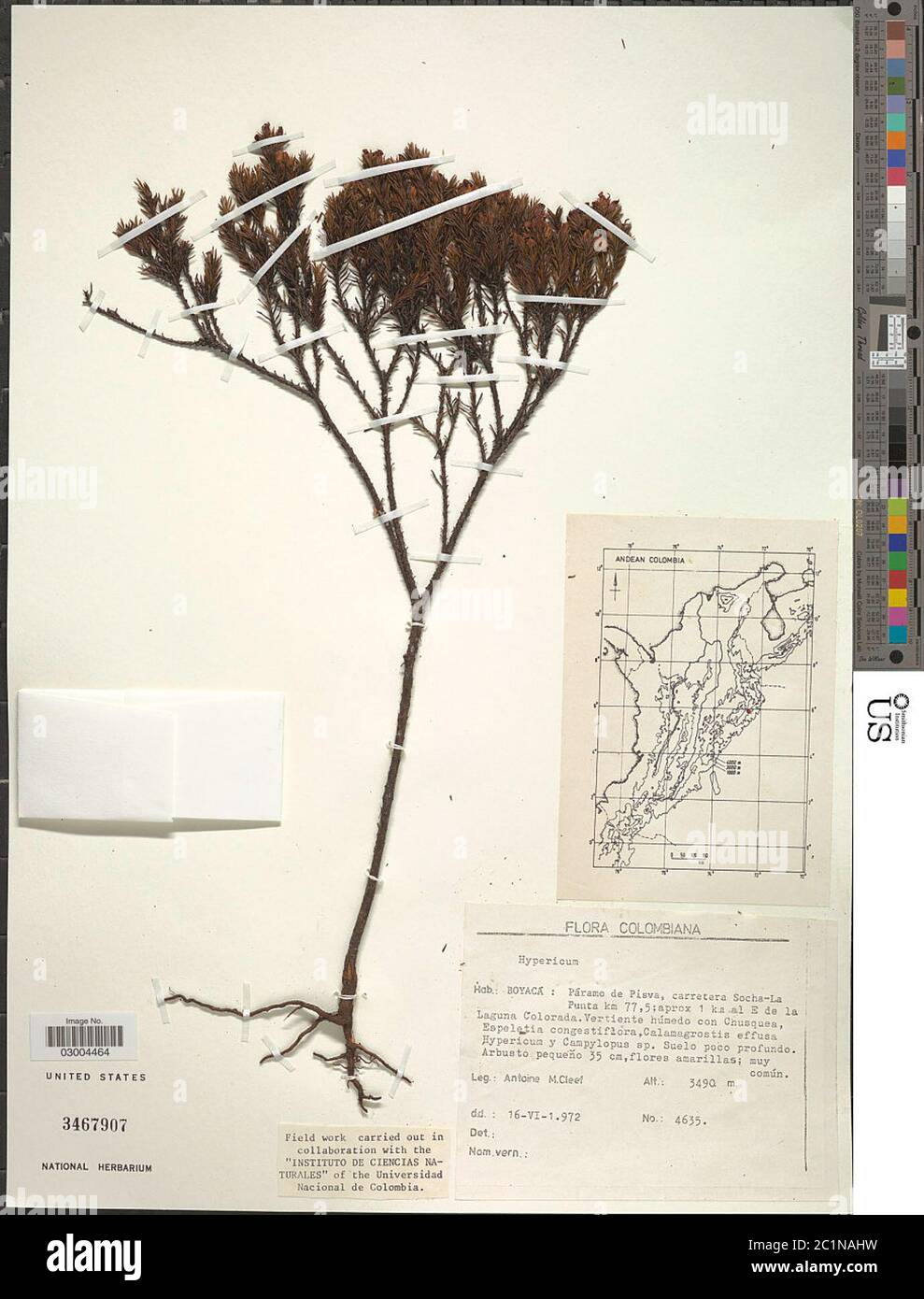 Hypericum sp Hypericum sp Stock Photo - Alamy