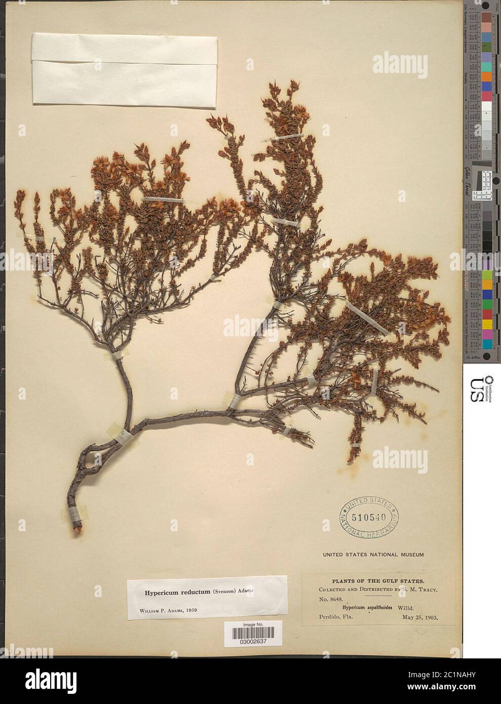 Hypericum reductum Svenson Adams Hypericum reductum Svenson Adams Stock ...