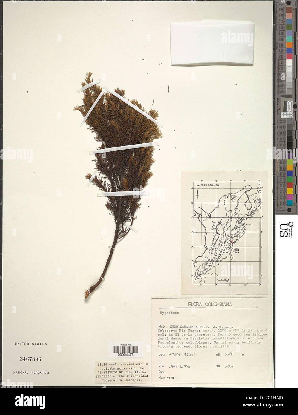 Hypericum sp Hypericum sp Stock Photo - Alamy