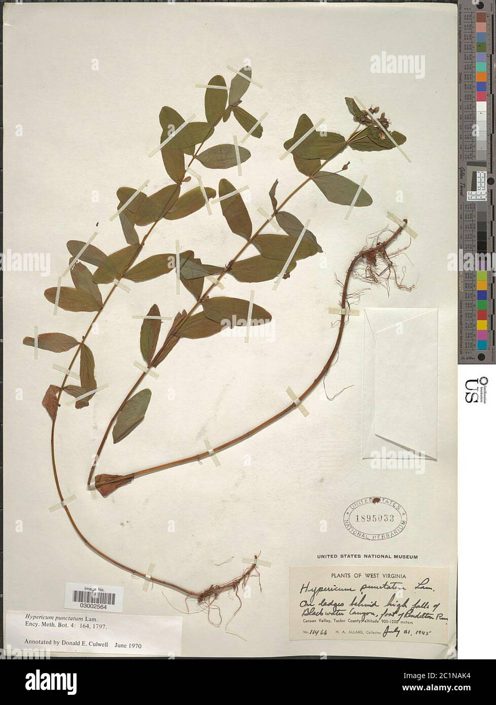 Hypericum punctatum Lam Hypericum punctatum Lam Stock Photo - Alamy