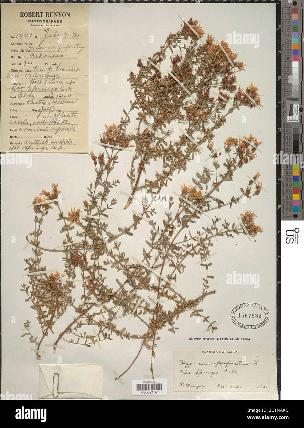 Hypericum perforatum L Hypericum perforatum L Stock Photo - Alamy