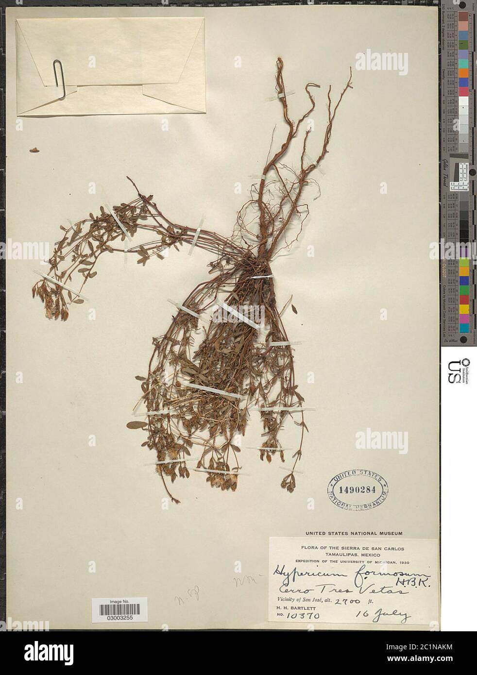 Hypericum pringlei S Watson Hypericum pringlei S Watson Stock Photo - Alamy