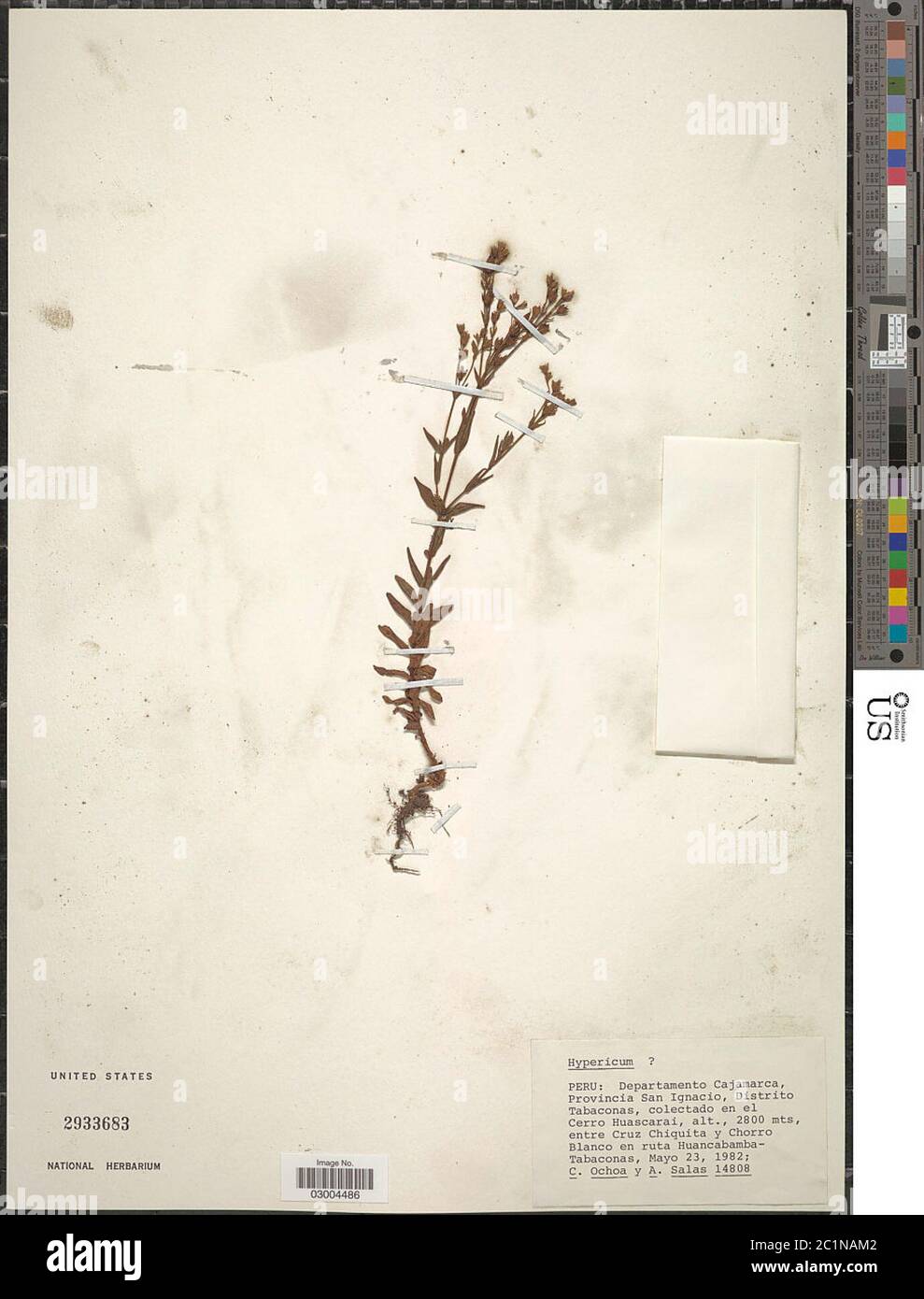 Hypericum sp Hypericum sp Stock Photo - Alamy