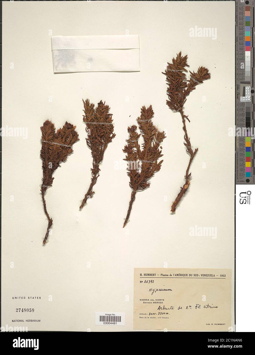 Hypericum sp Hypericum sp Stock Photo - Alamy