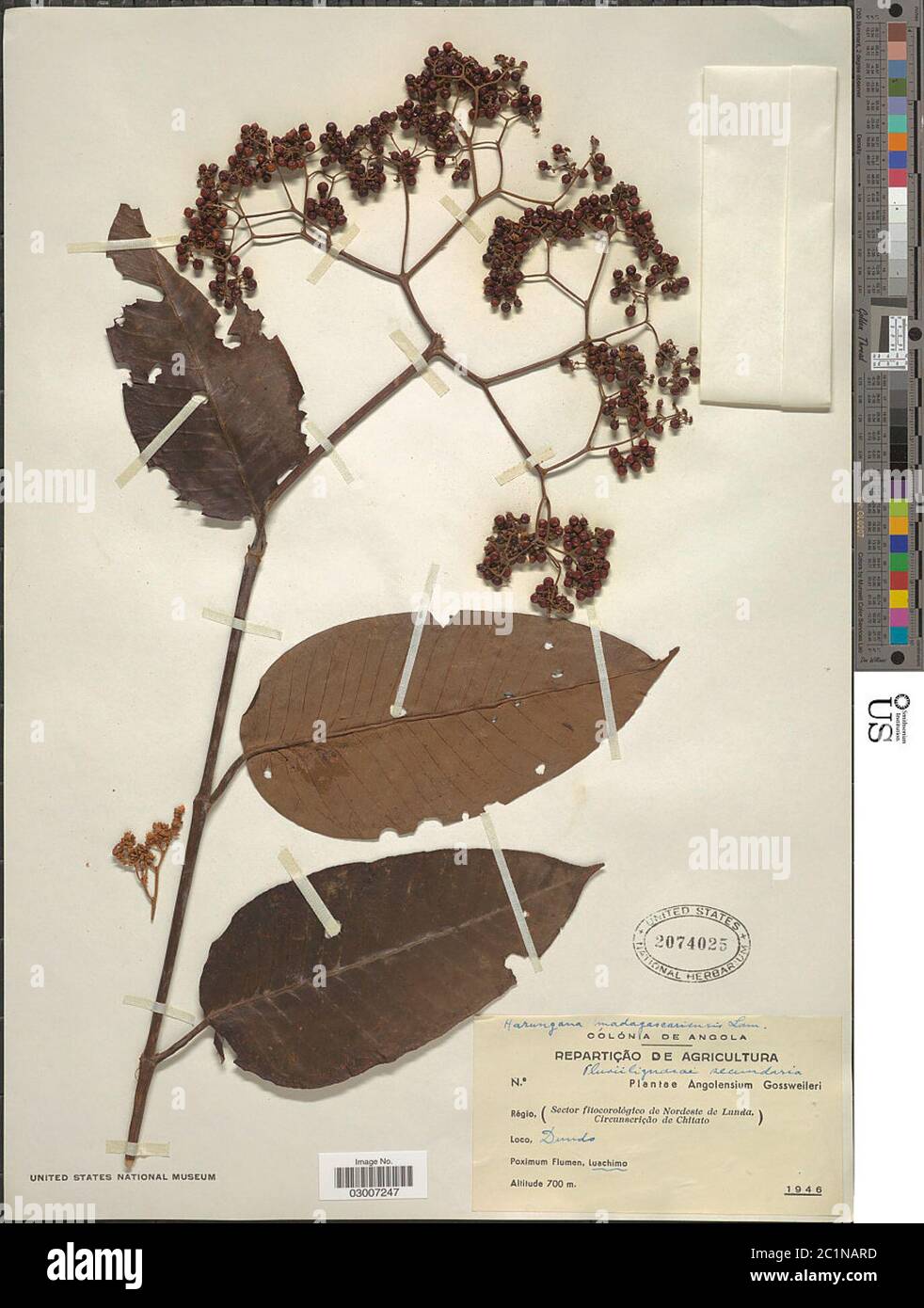 Harungana madagascariensis hi-res stock photography and images - Alamy