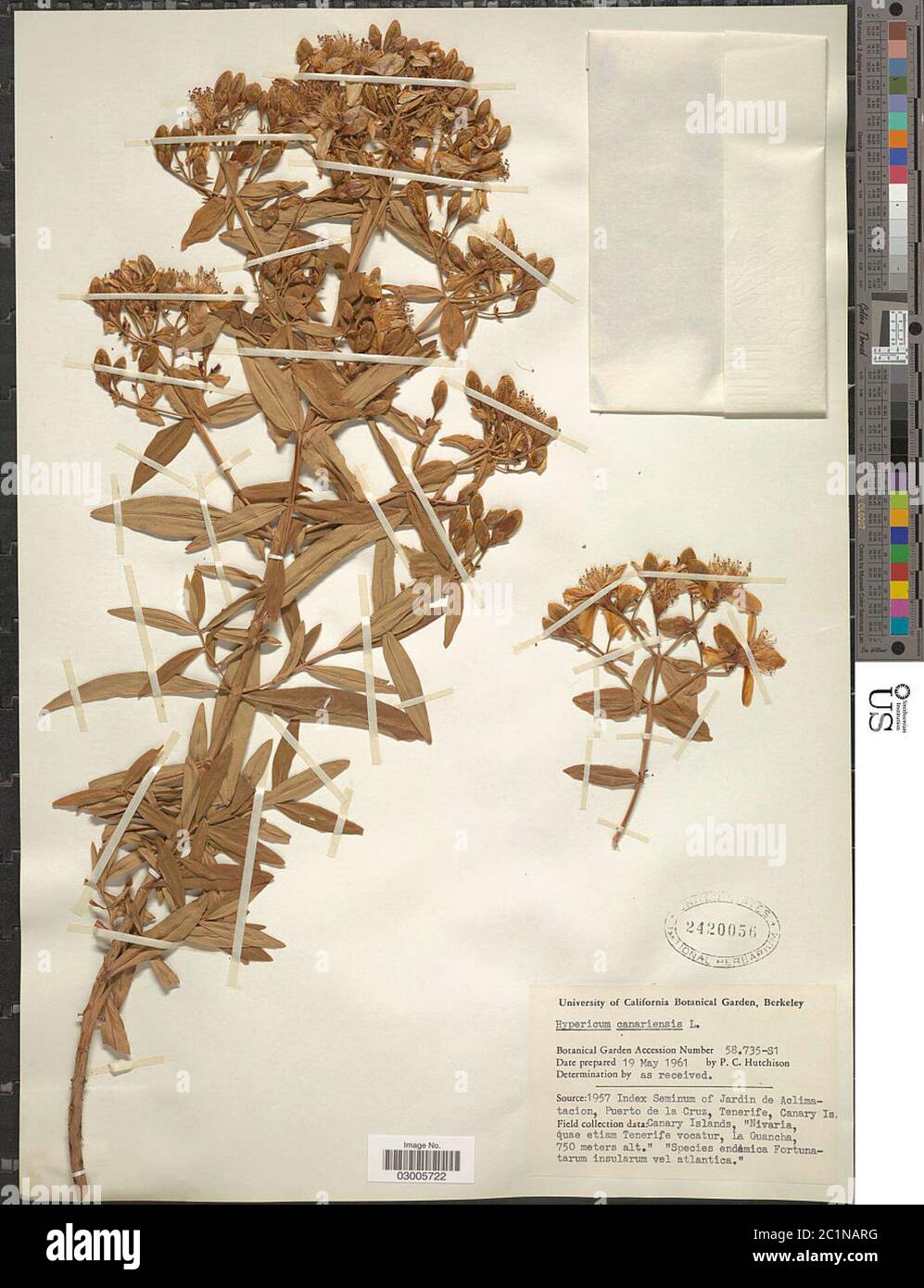 Hypericum canariense hi-res stock photography and images - Alamy