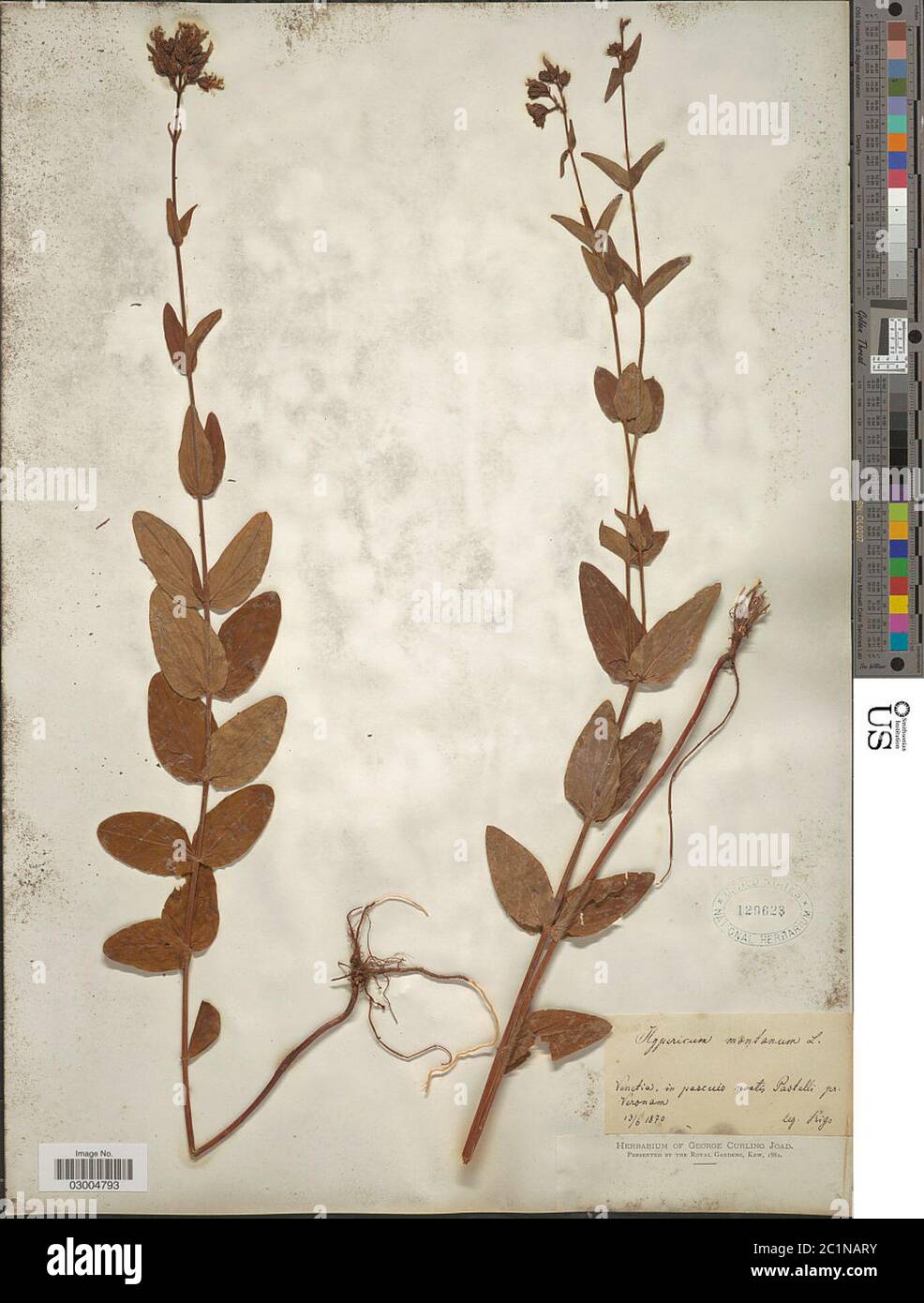 Hypericum montanum L Hypericum montanum L Stock Photo - Alamy