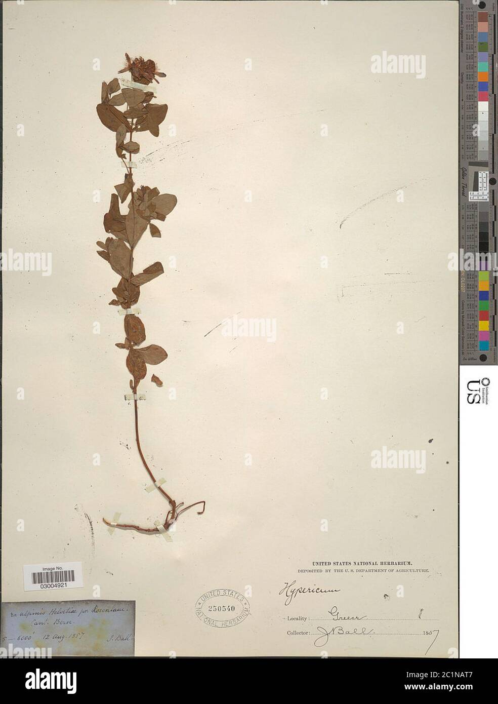 Hypericum sp Hypericum sp Stock Photo - Alamy